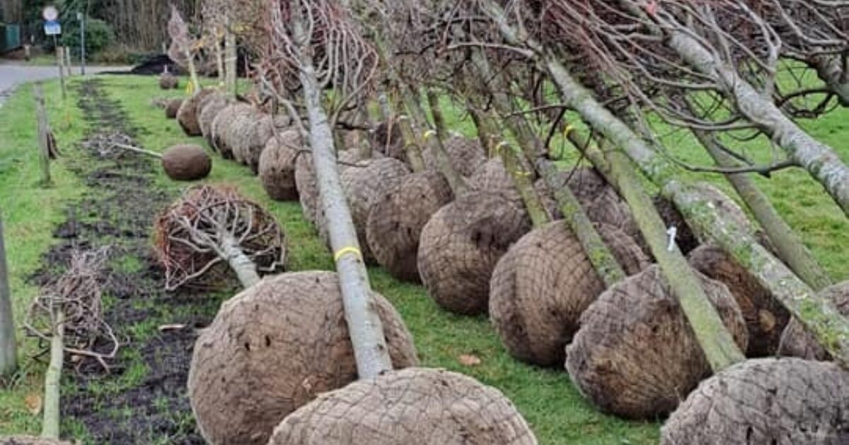 Grote bomen met kluit verplanten | Spectrum Boombeheer Gent | Bomen ...